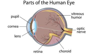 Vitreous Humor: What It Is and How to Understand It? | Eye Pain Center