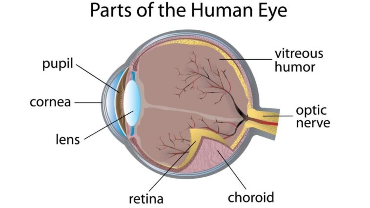 Vitreous Humor: What It Is and How to Understand It? | Eye Pain Center