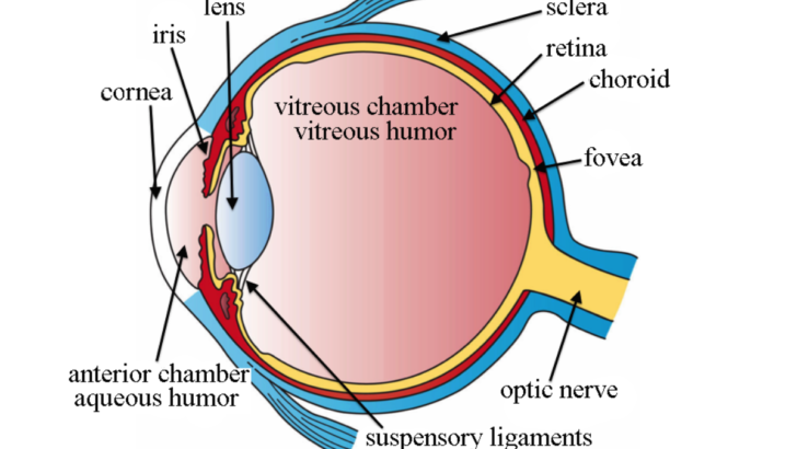 Vitreous Humor Function: Its Surprising Role in Vision Health | Eye ...