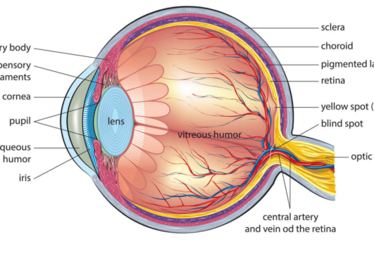 What Is The Rarest Eye Color?