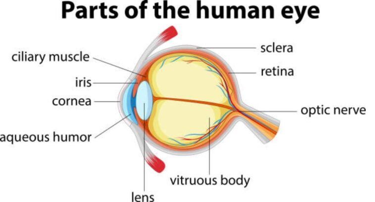 What is the Function of Aqueous Humor?
