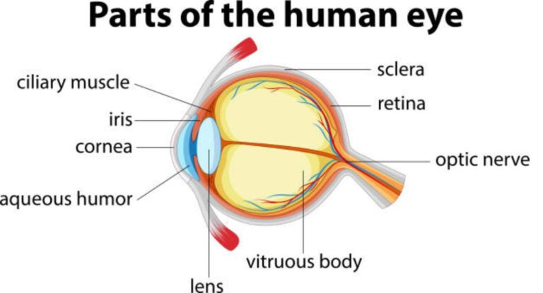What is the Function of Aqueous Humor?