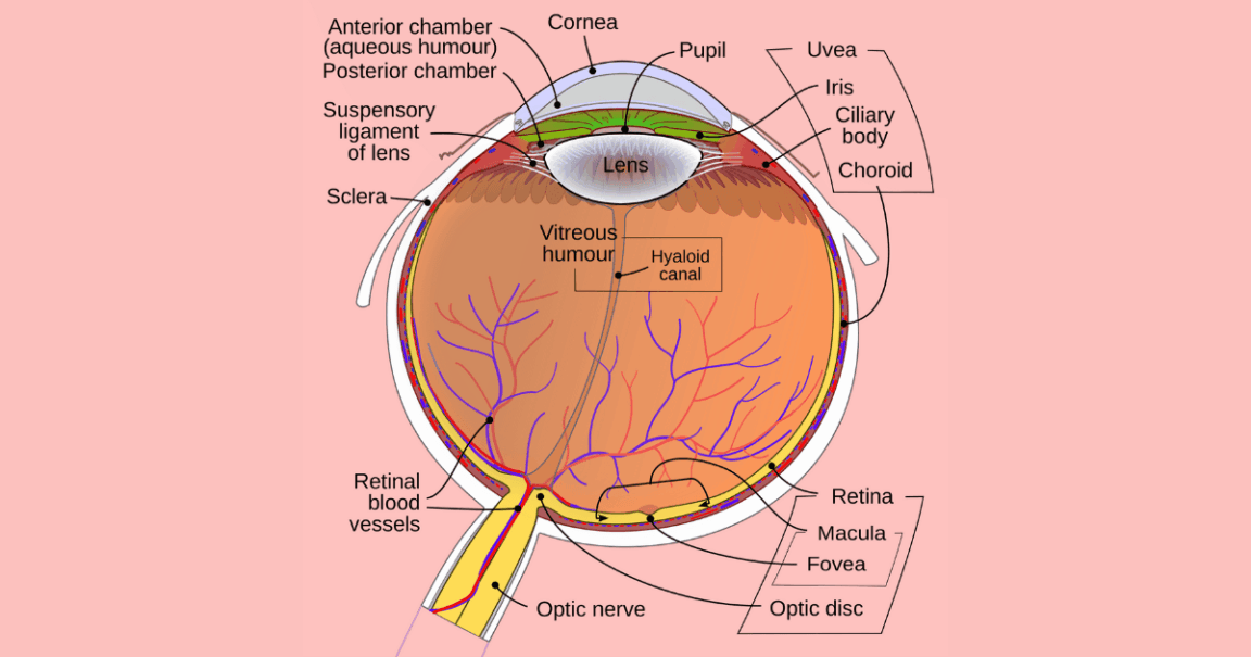Function of Aqueous Humor: Why It’s Essential for Clear Vision | Eye ...
