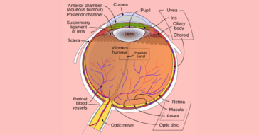 Function of Aqueous Humor: Why It’s Essential for Clear Vision | Eye ...