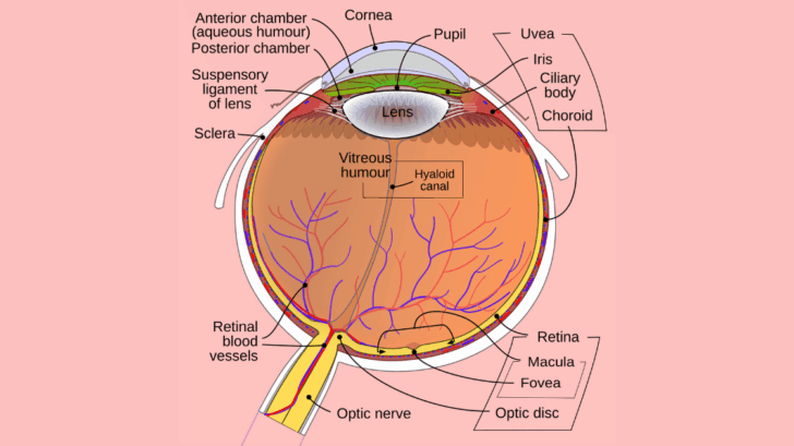 Vitreous Humor: What It Is and How to Understand It? | Eye Pain Center